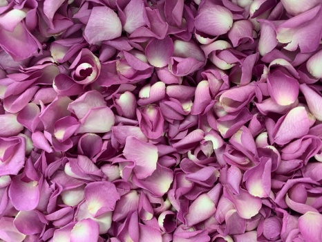 Pink rose petals store